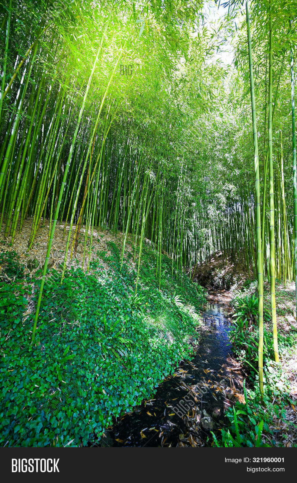 Bamboo Plantation, Image & Photo (Free Trial) | Bigstock
