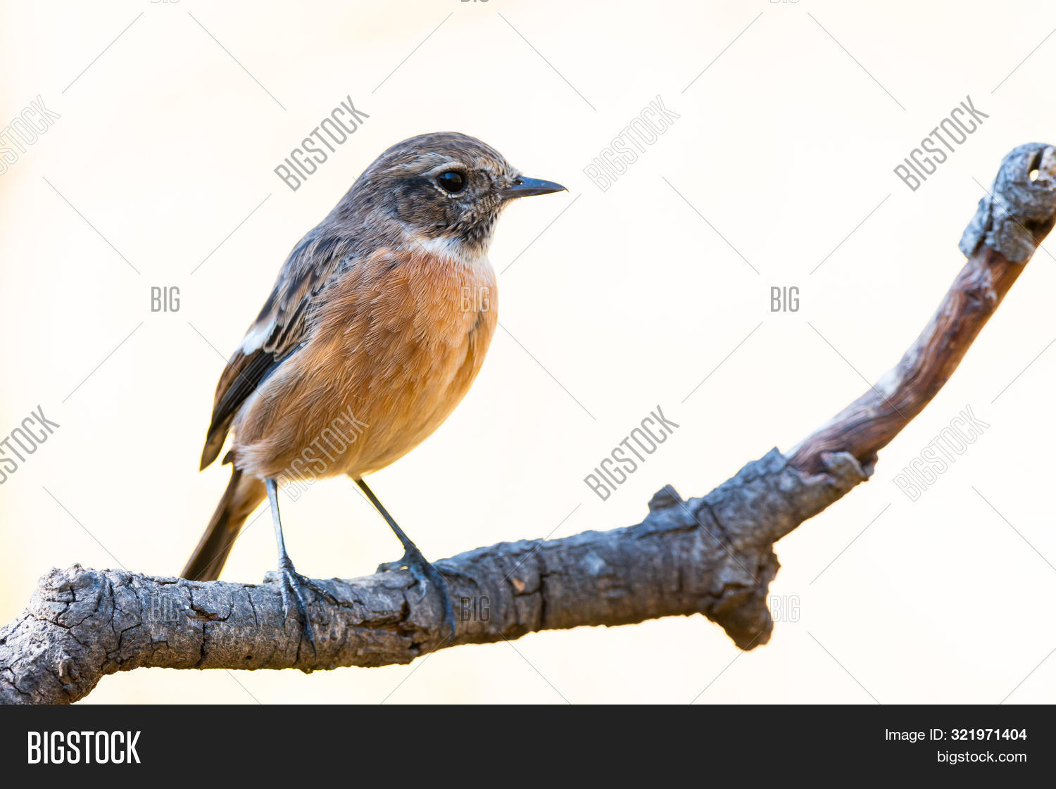 Saxicola Rubicola Image & Photo (Free Trial) | Bigstock