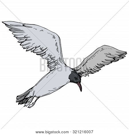 Sky Bird Seagull Vector & Photo (Free Trial) | Bigstock