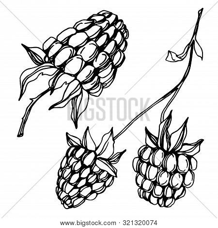 Vector Raspberry Vector & Photo (Free Trial) | Bigstock