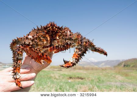 Crab (Paralithodes Image & Photo (Free Trial) | Bigstock