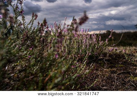 Purple Common Heather Image & Photo (Free Trial) | Bigstock