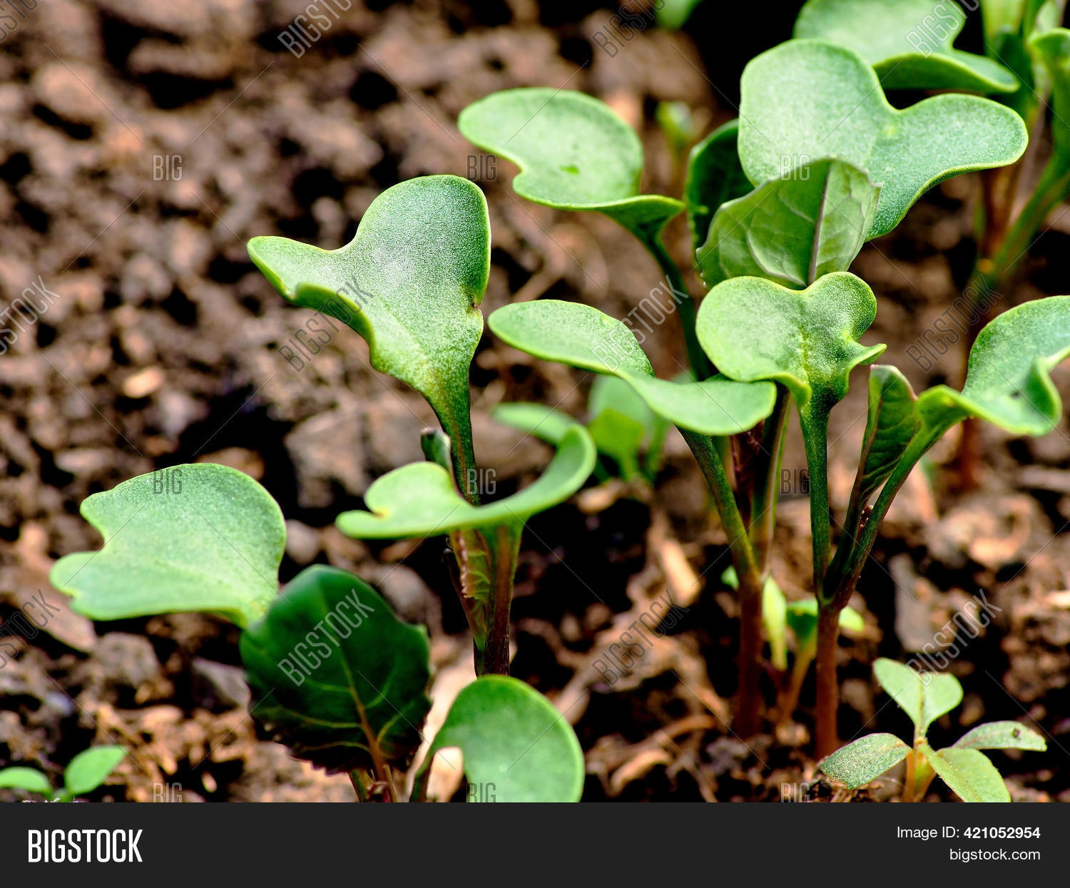 Small Cabbage Image & Photo (Free Trial) | Bigstock