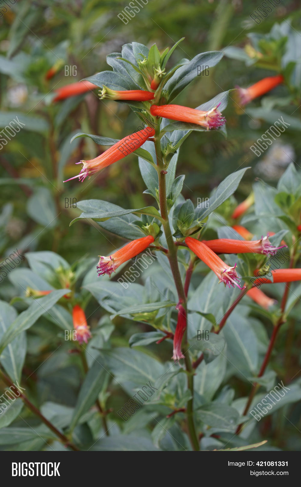 Cigar Plant (cuphea Image & Photo (Free Trial) | Bigstock