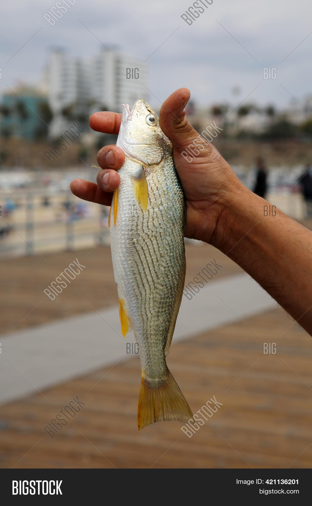 Dead Fish. Person Image & Photo (Free Trial) | Bigstock