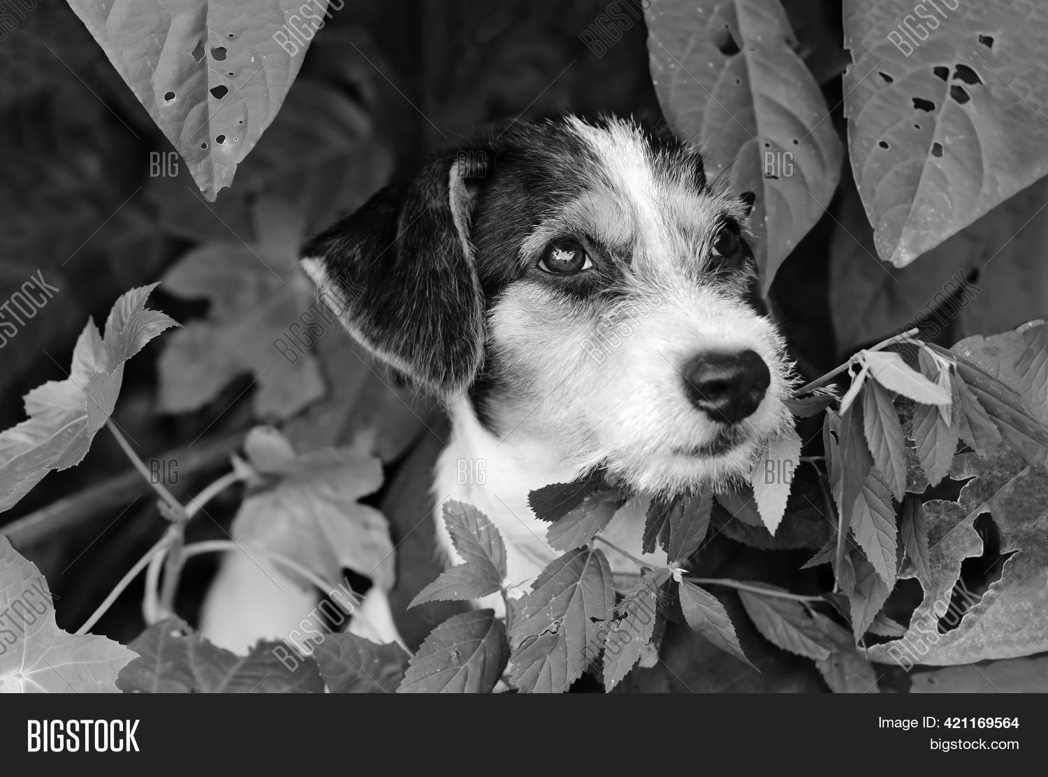 Cute Shy Puppy Dog Image & Photo (Free Trial) | Bigstock