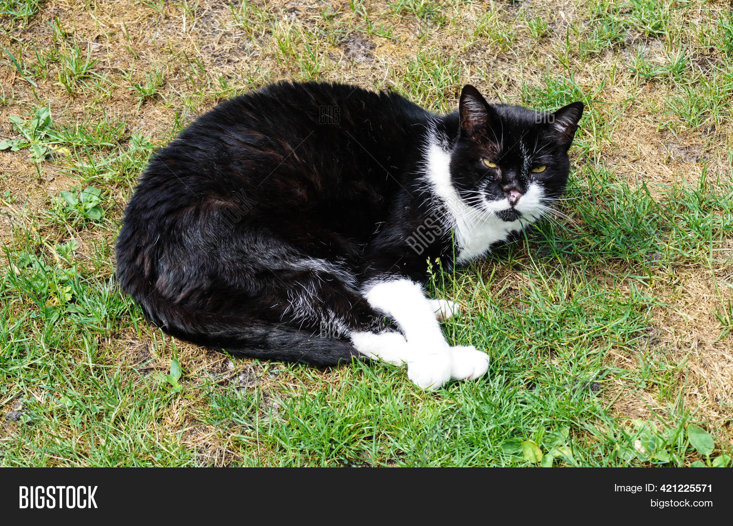 Black White Tomcat No Image & Photo (Free Trial) | Bigstock