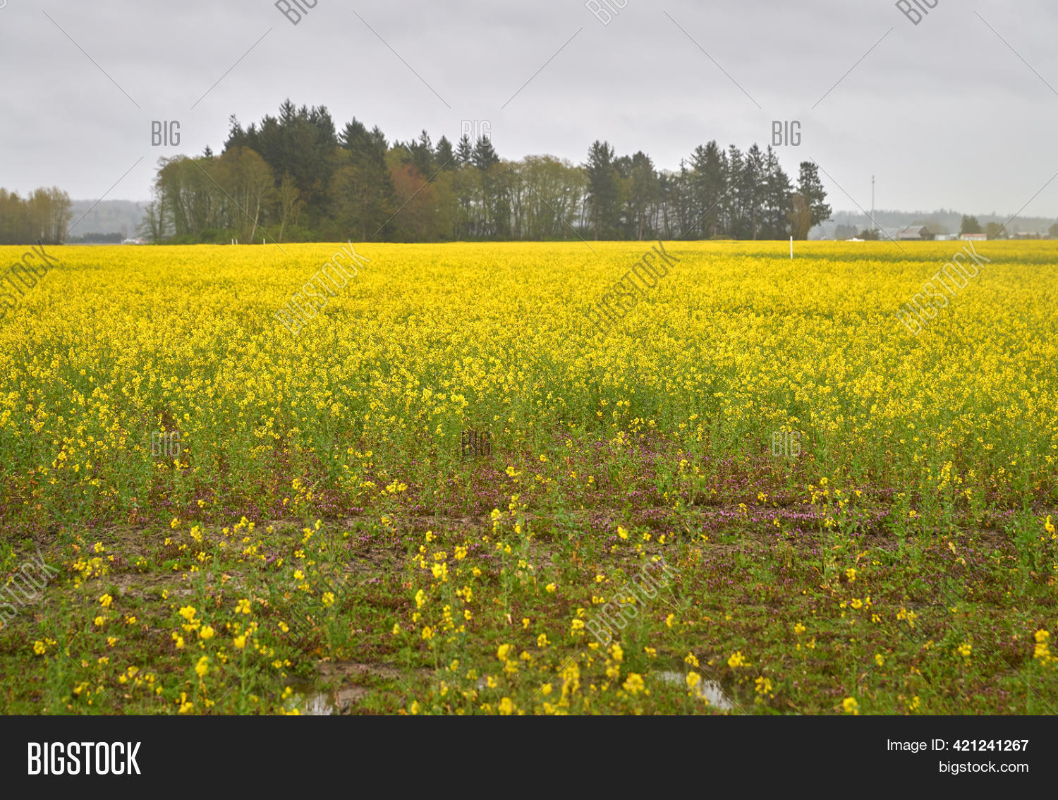 Canola Field Bloom. Image & Photo (Free Trial) | Bigstock