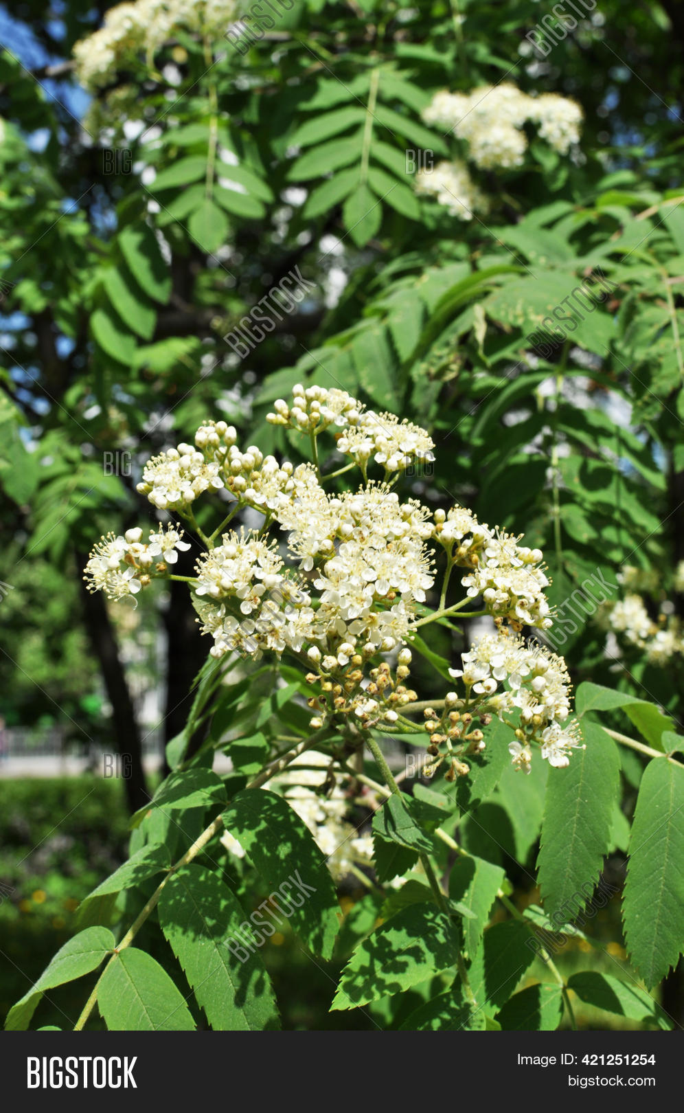 Blooming Rowan Image & Photo (Free Trial) | Bigstock