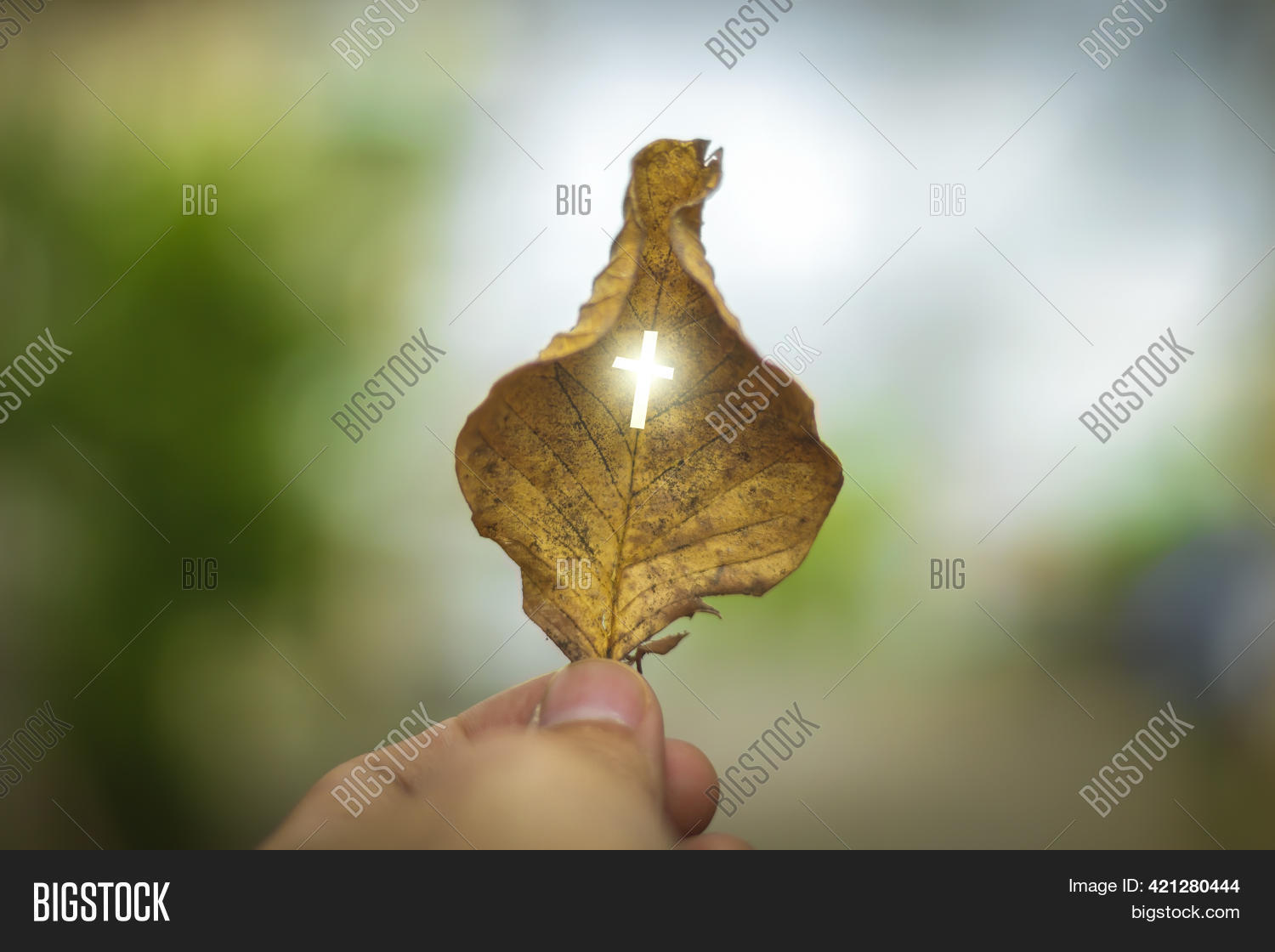 Leaves Have Cross On Image & Photo (Free Trial) | Bigstock