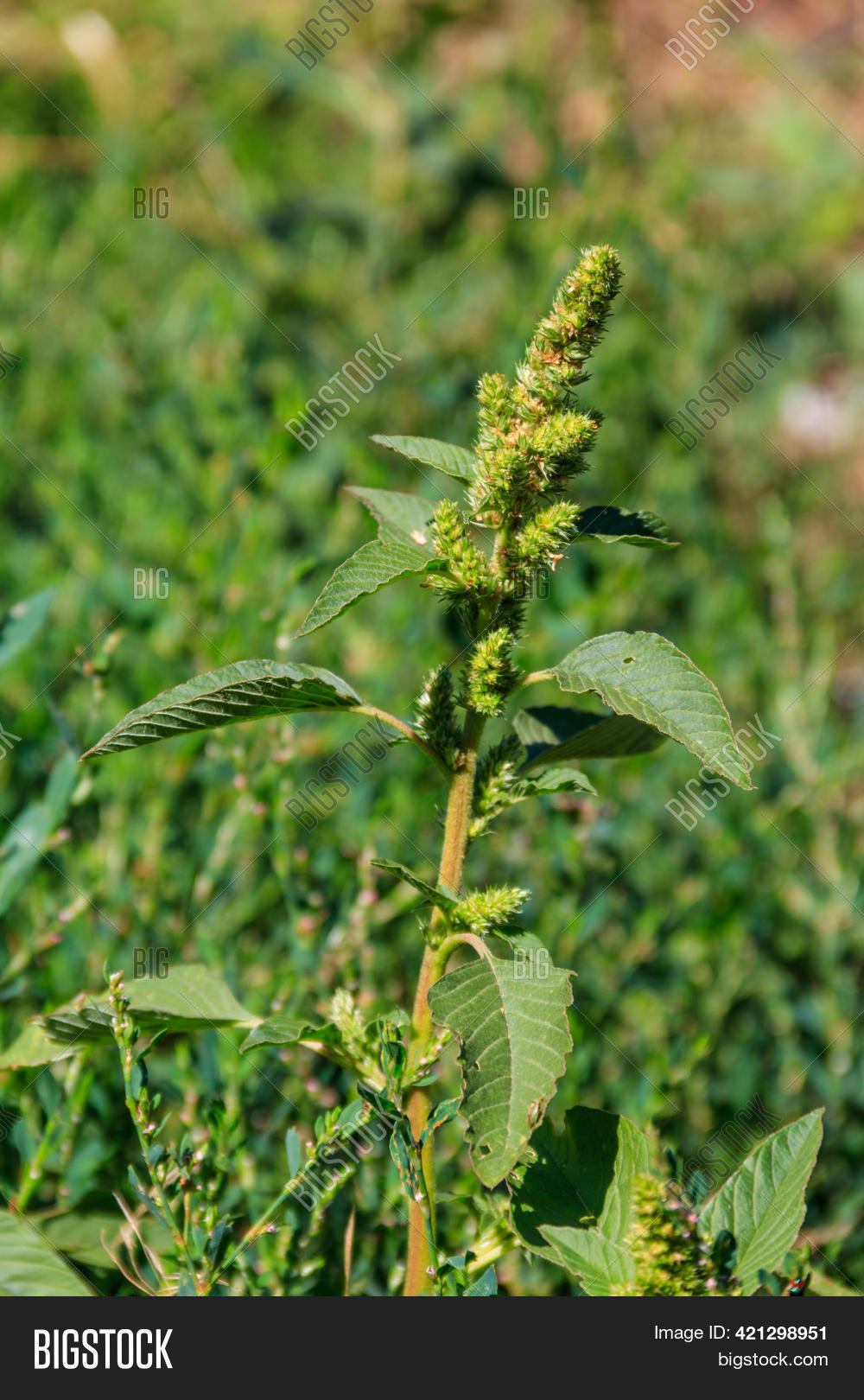 Amaranthus Retroflexus Image & Photo (Free Trial) | Bigstock