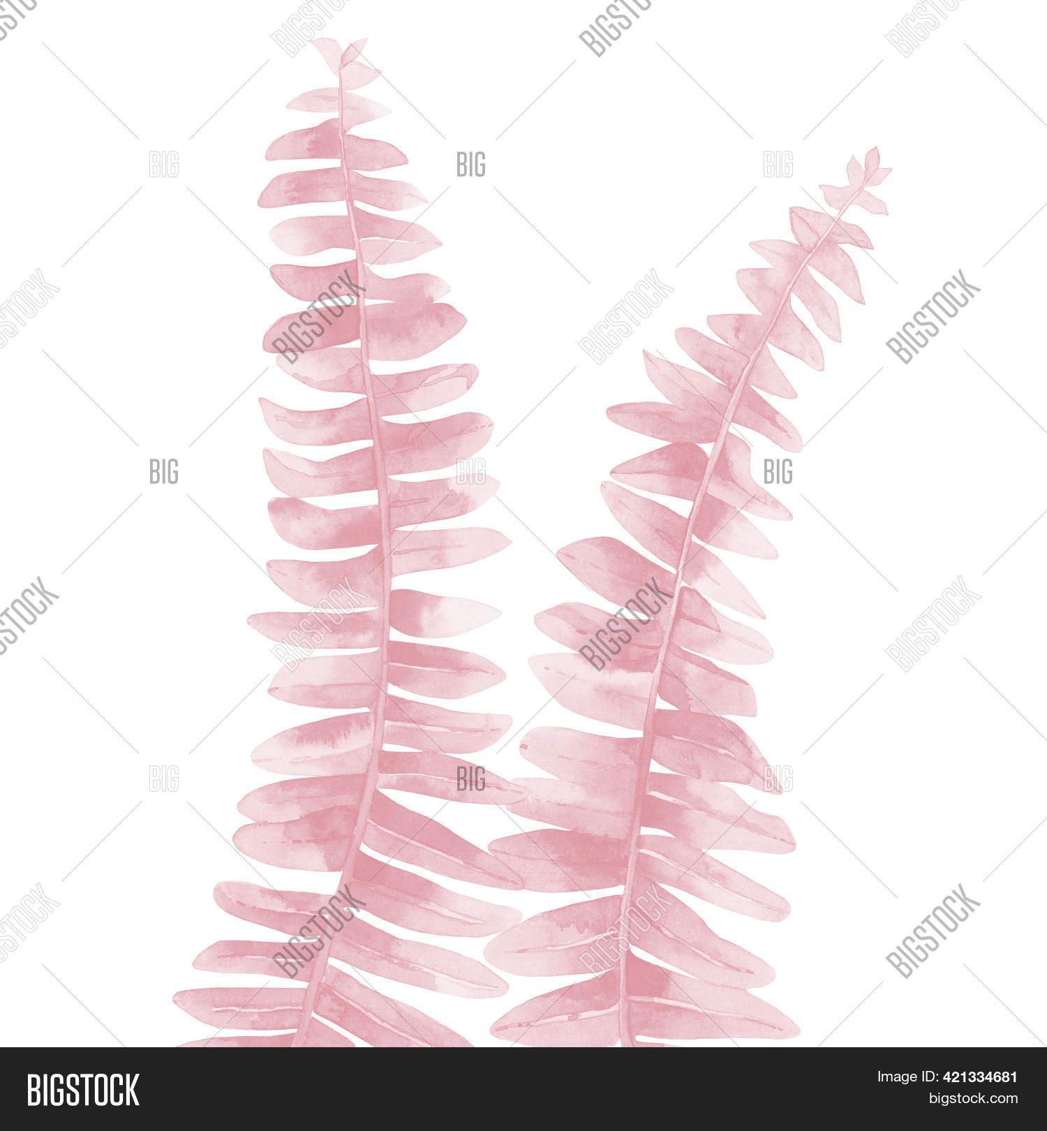 Pink Fern Leaf Image & Photo (Free Trial) | Bigstock