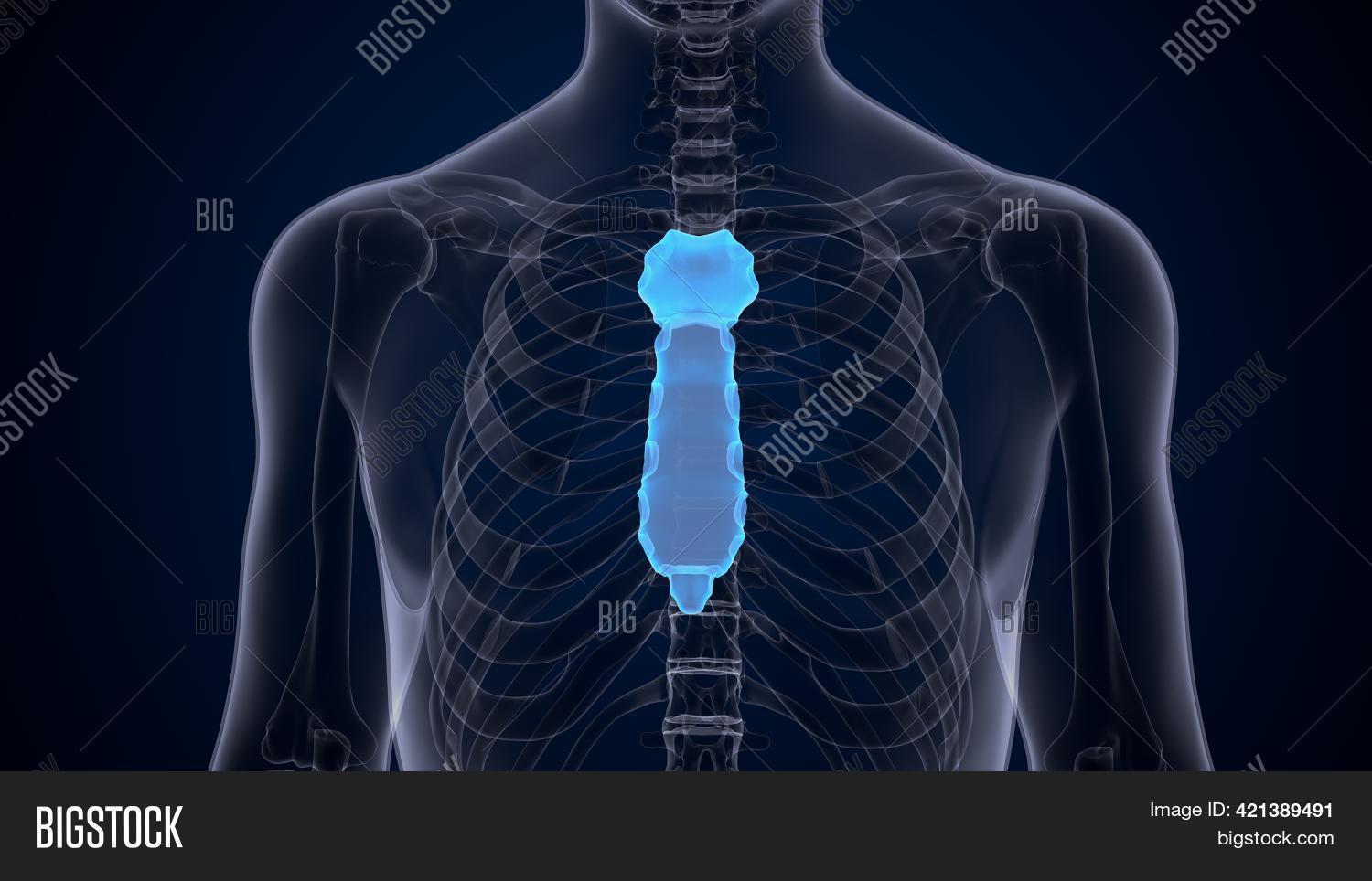Human Skeleton Sternum Image & Photo (Free Trial) | Bigstock