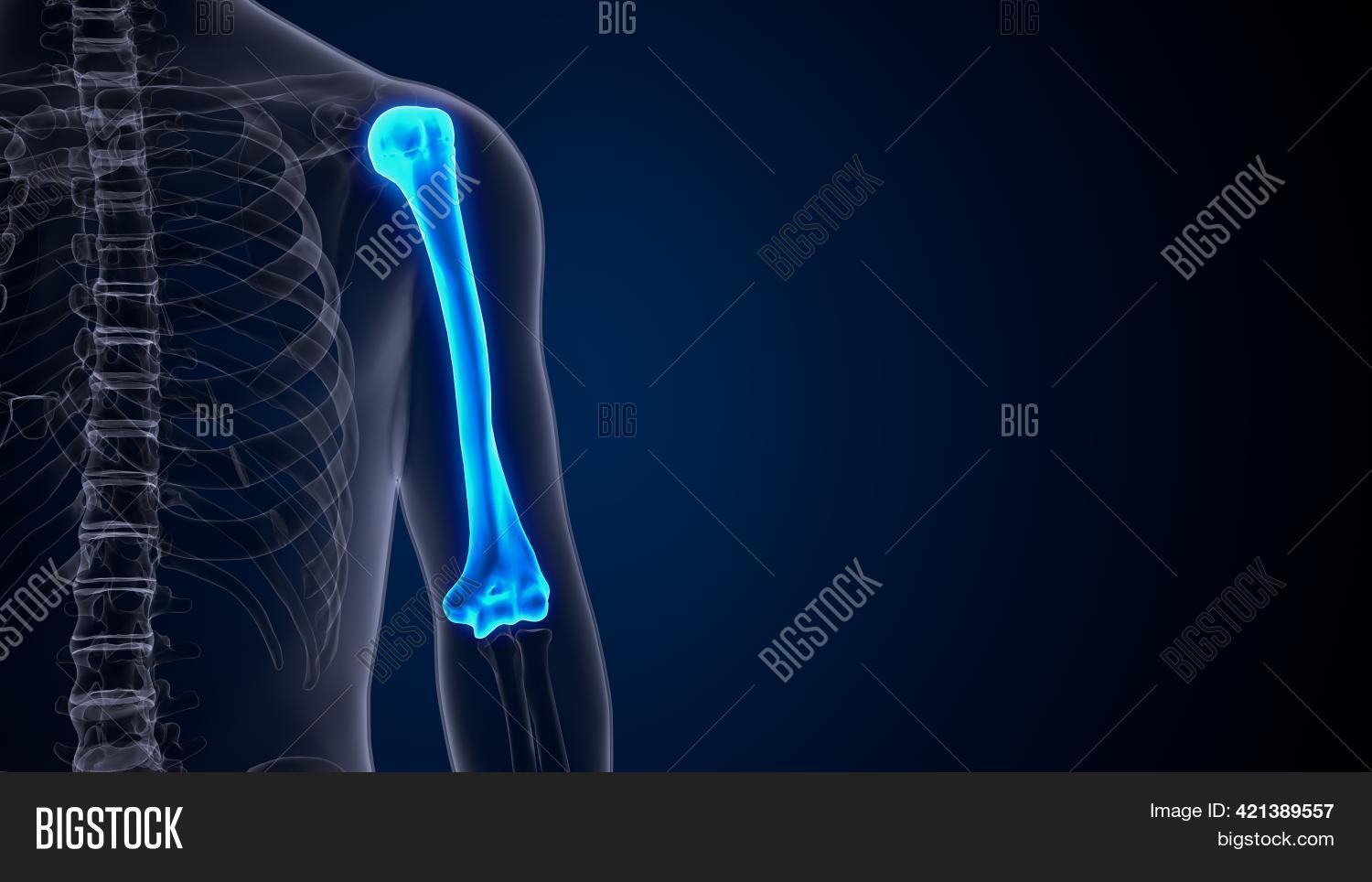 Human Skeleton Anatomy Image & Photo (Free Trial) | Bigstock