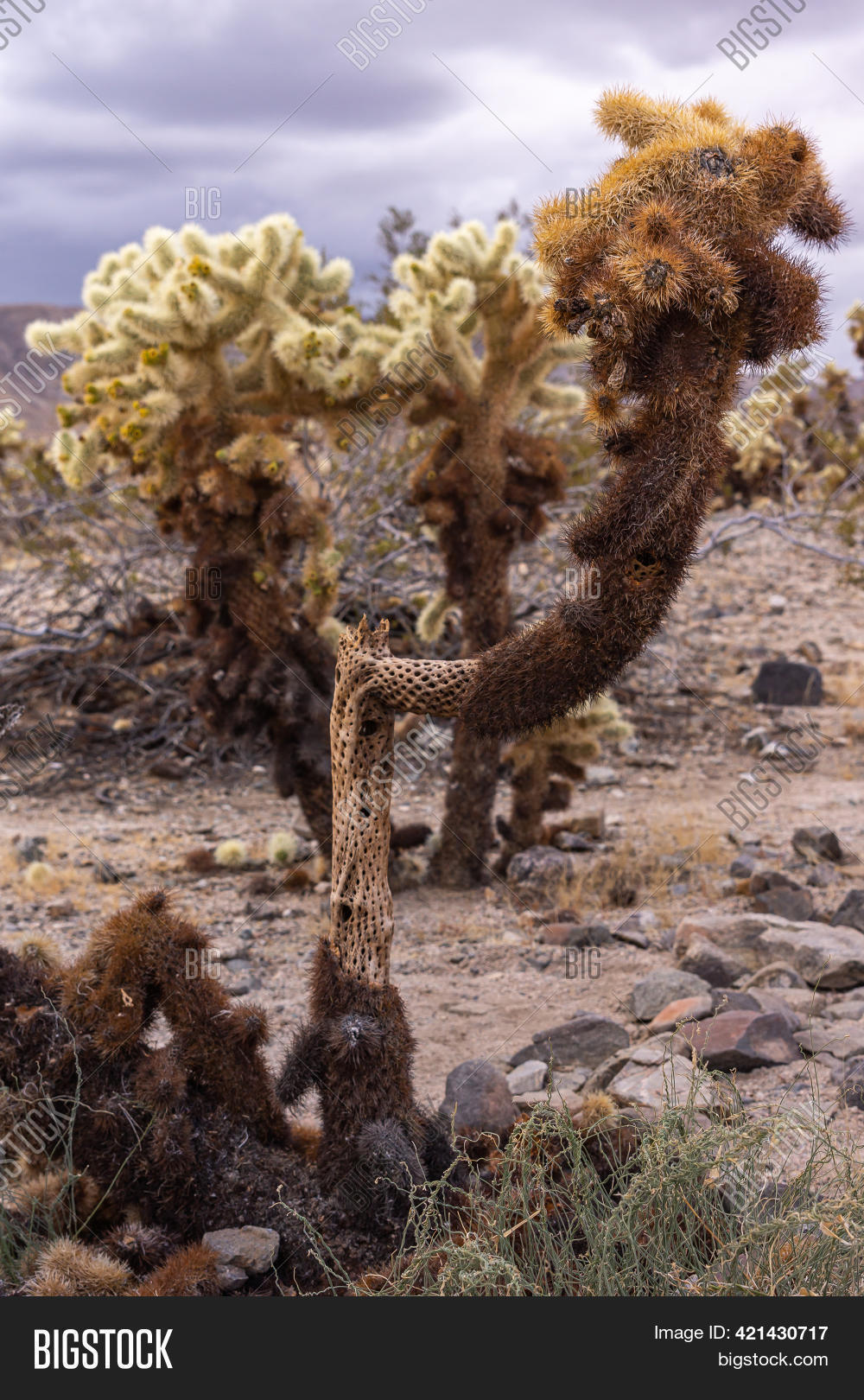 Joshua Tree National Image & Photo (Free Trial) | Bigstock