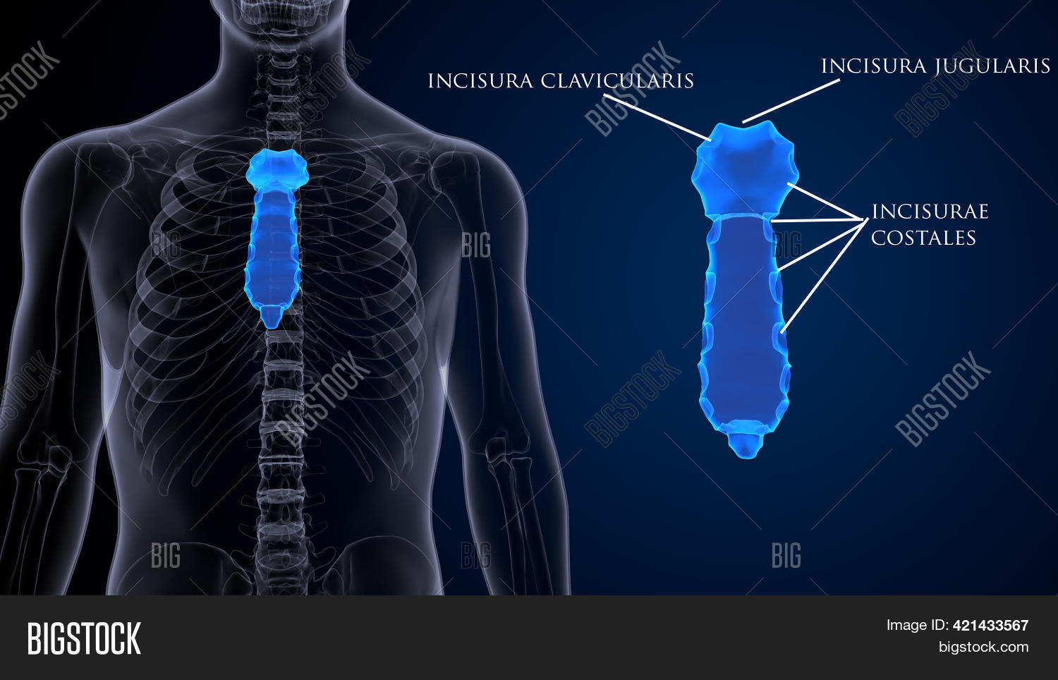 Human Skeleton Sternum Image & Photo (Free Trial) | Bigstock