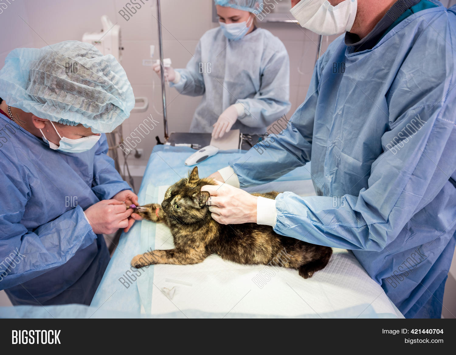 Veterinary Surgeon Image & Photo (Free Trial) | Bigstock