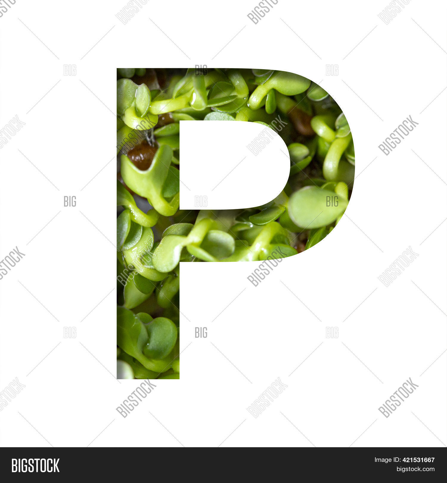 Letter P In Different Fonts