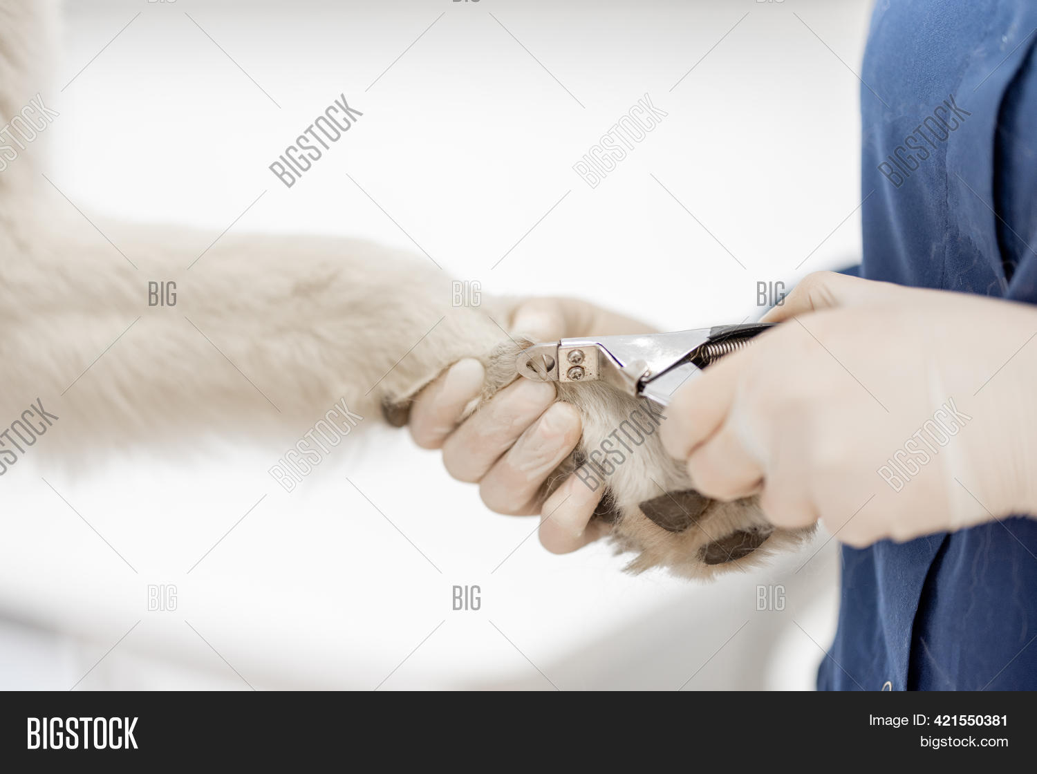 Clipping Dog Claws. Image & Photo (Free Trial) | Bigstock