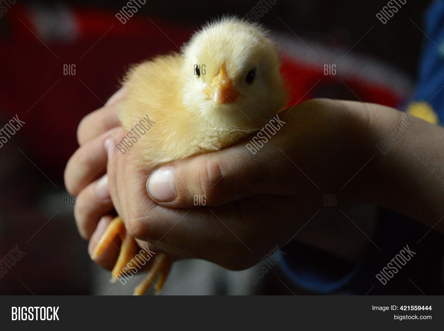 Baby Chicken Hands Image & Photo (Free Trial) | Bigstock