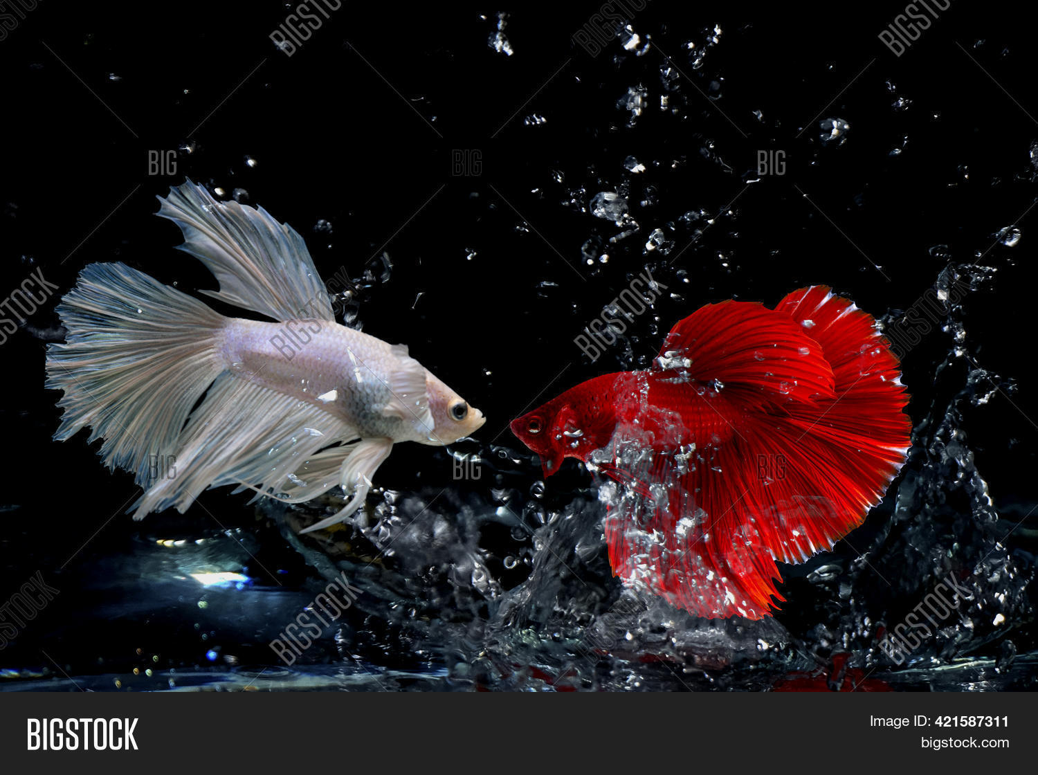 Red Thai Fighting Fish Image & Photo (Free Trial) | Bigstock
