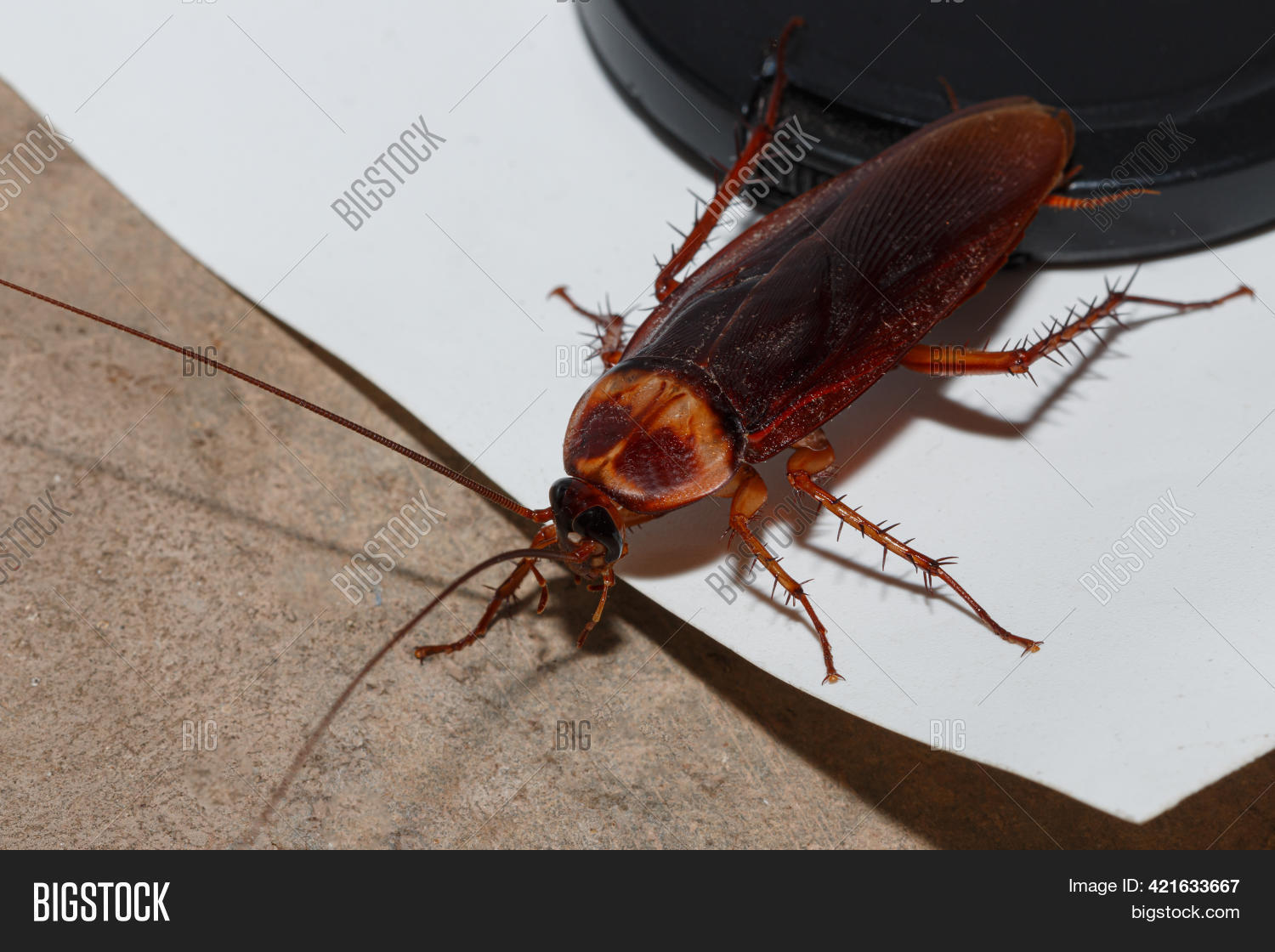 Brown Winged Cockroach Image & Photo (Free Trial) | Bigstock