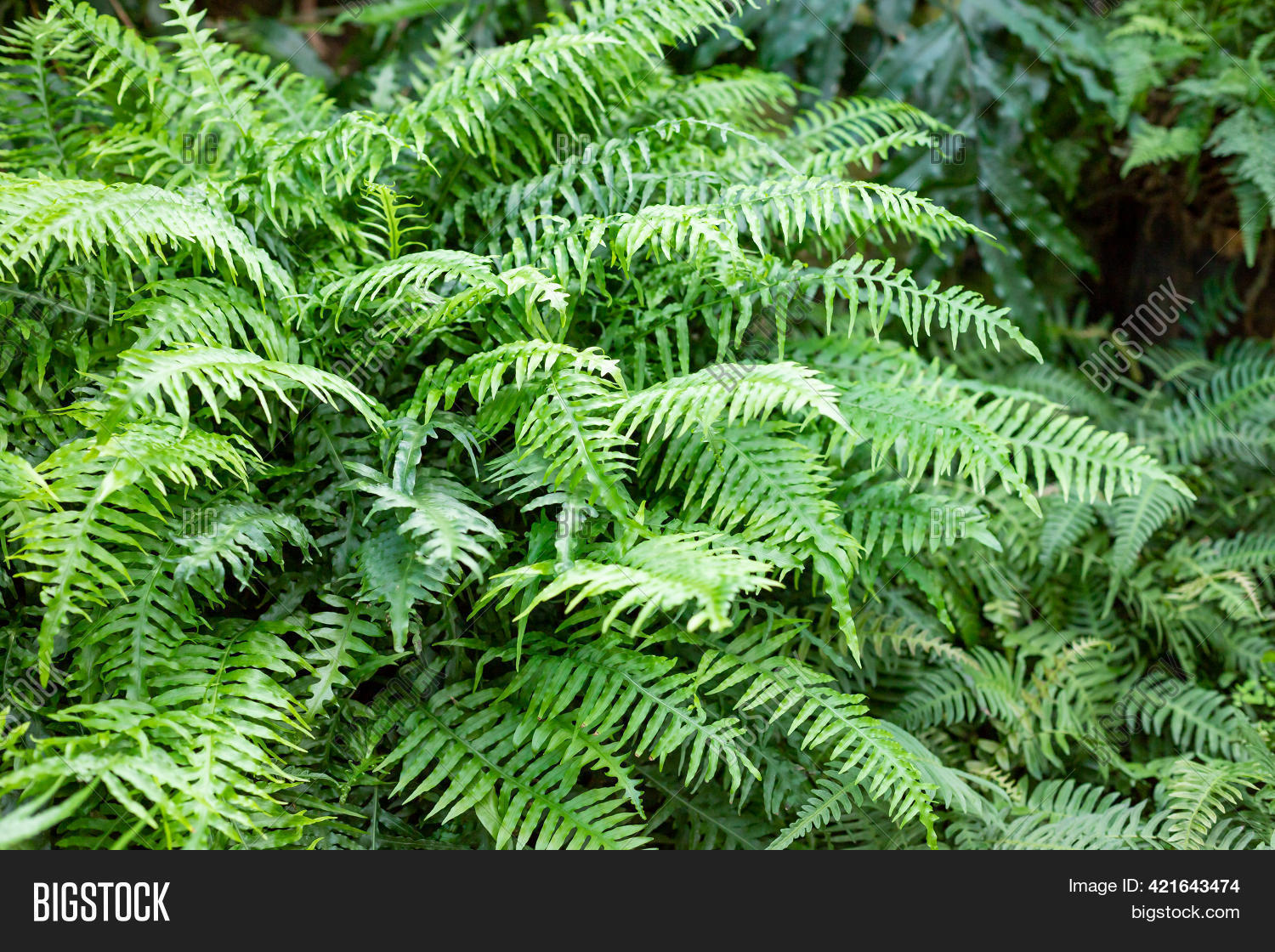 Great Green Bush Fern Image & Photo (Free Trial) | Bigstock
