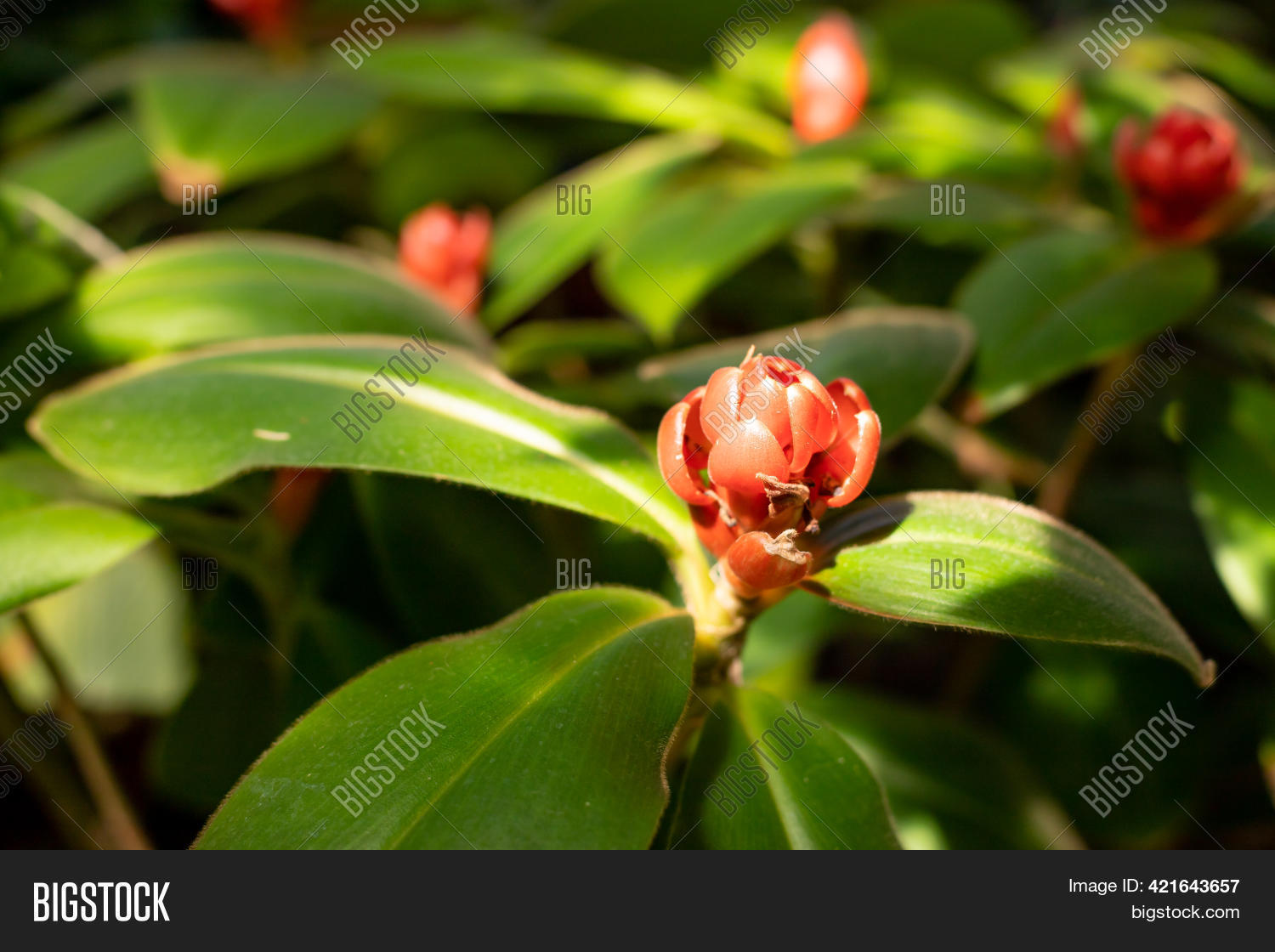 Beautiful Red Bud Image & Photo (Free Trial) | Bigstock