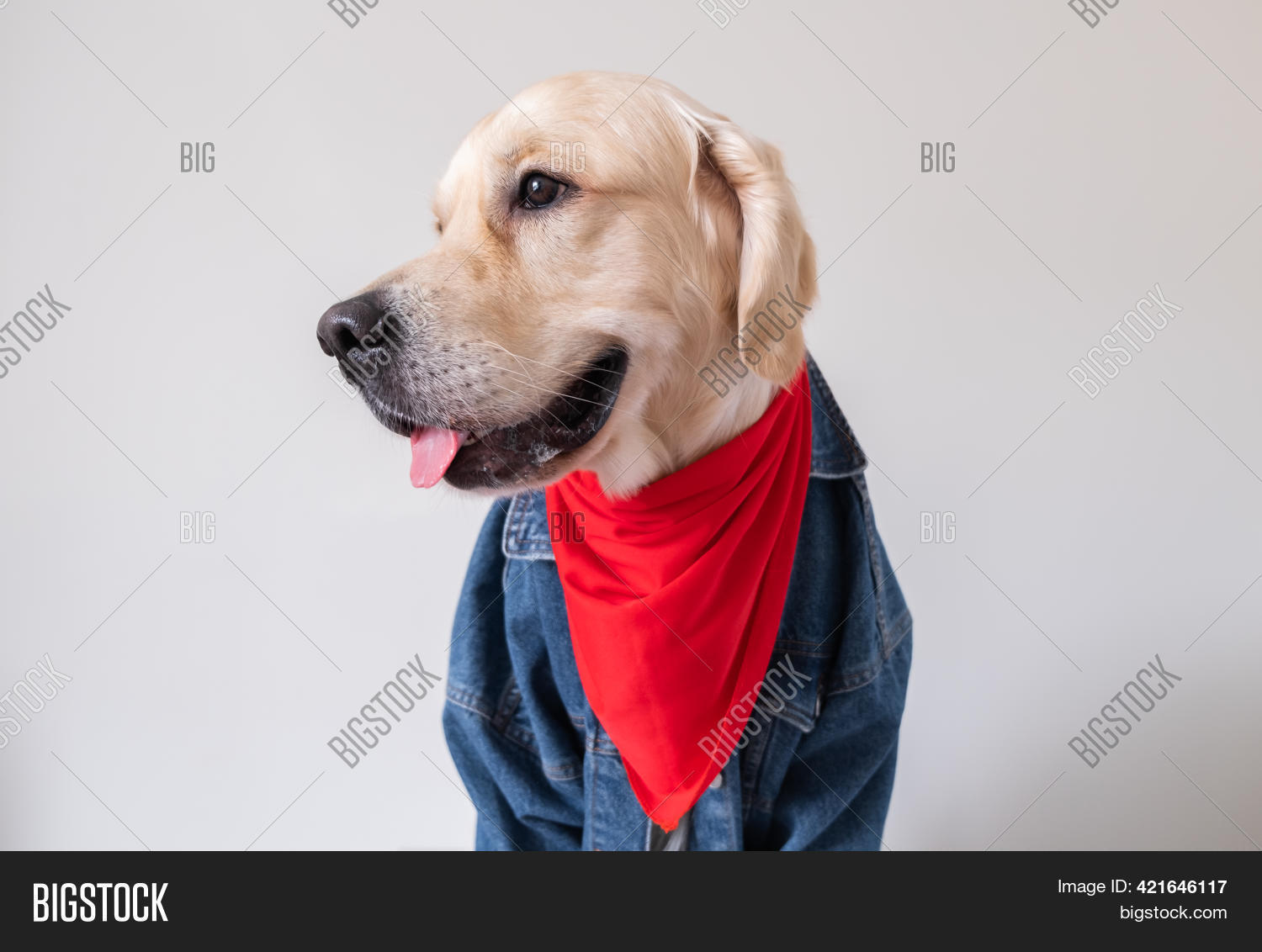 Cute Dog Jeans Jacket Image & Photo (Free Trial) | Bigstock