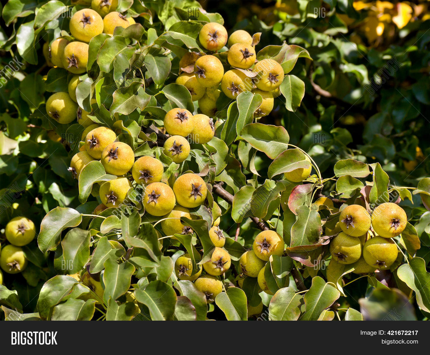 Pear Tree Full Ripe Image & Photo (Free Trial) | Bigstock