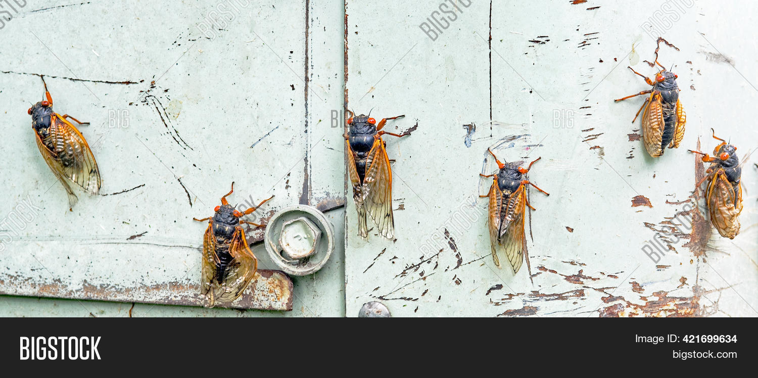 Row Emerging Cicadas Image & Photo (Free Trial) | Bigstock