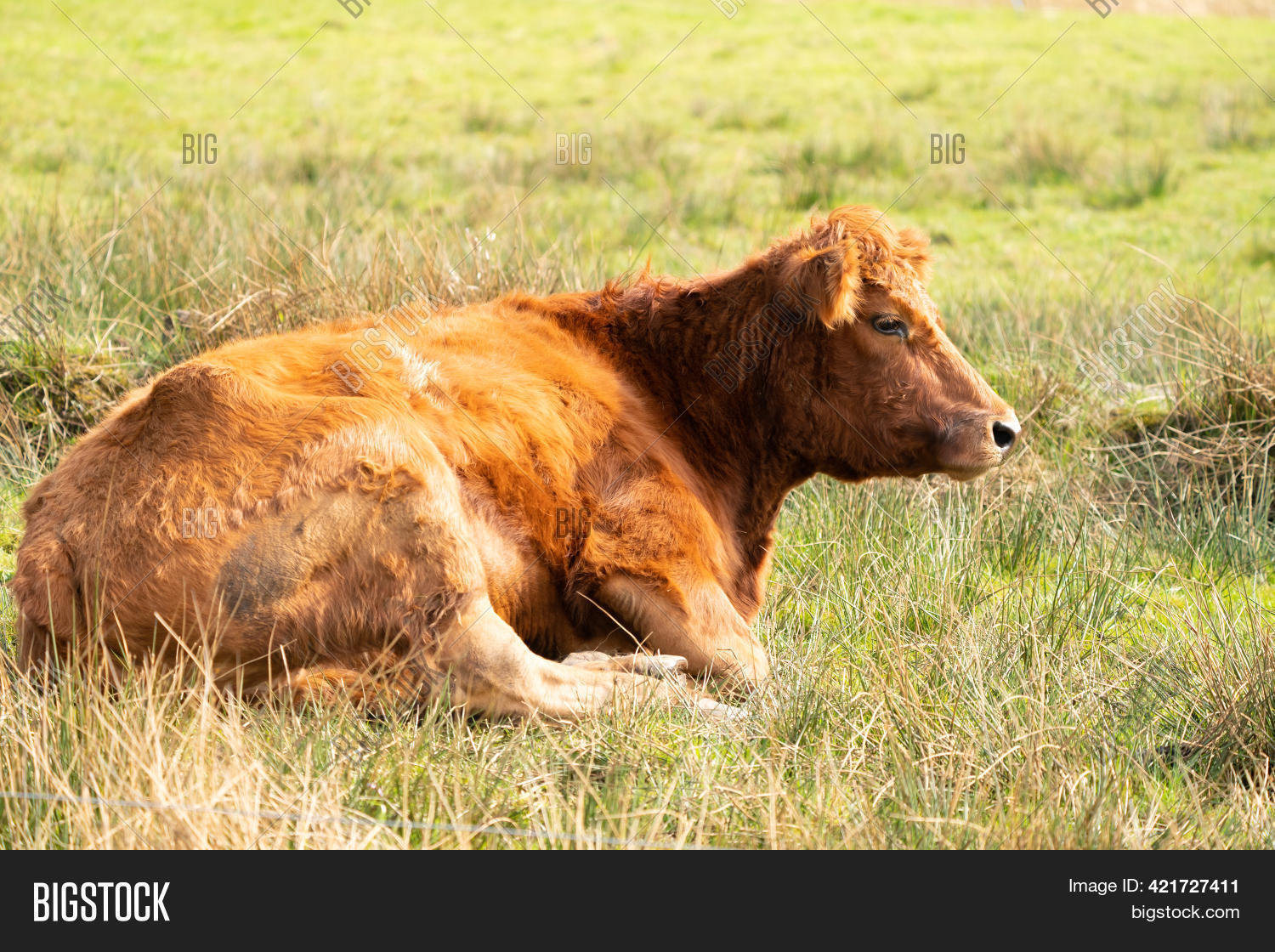 Red Angus Cow Head Image And Photo Free Trial Bigstock