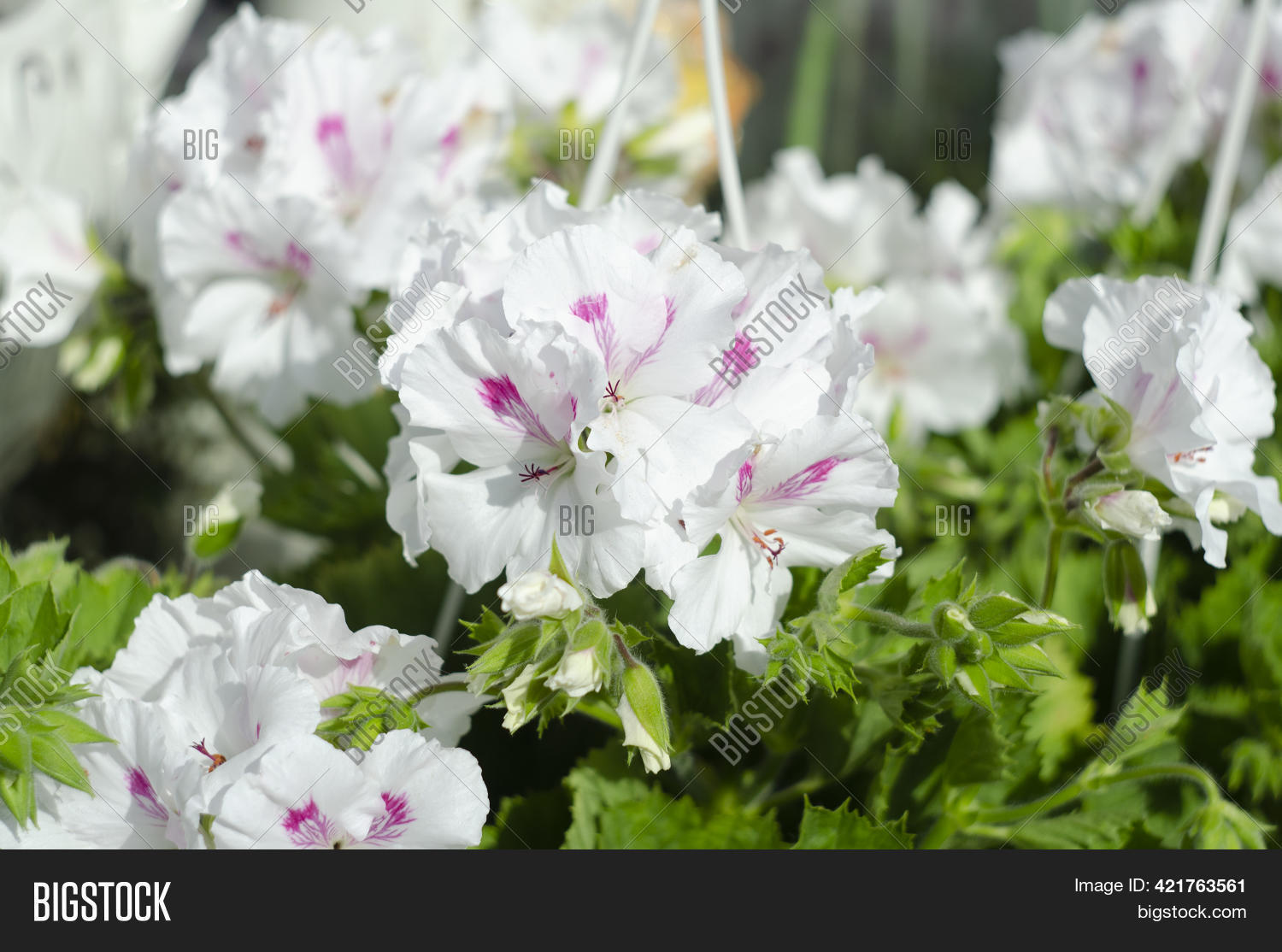 White Geranium Image & Photo (Free Trial) | Bigstock