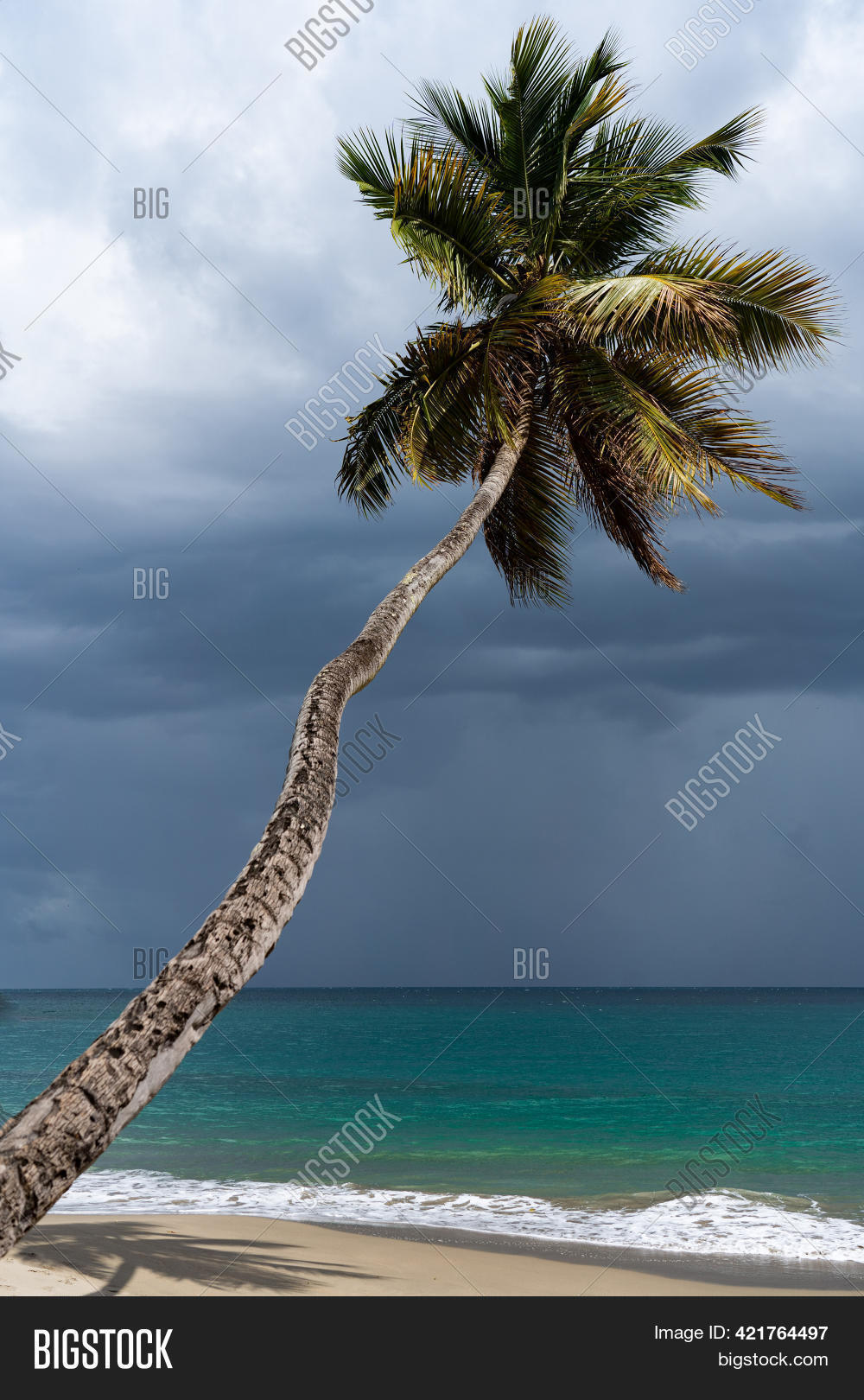 Bended Palm Tree On Image & Photo (Free Trial) | Bigstock