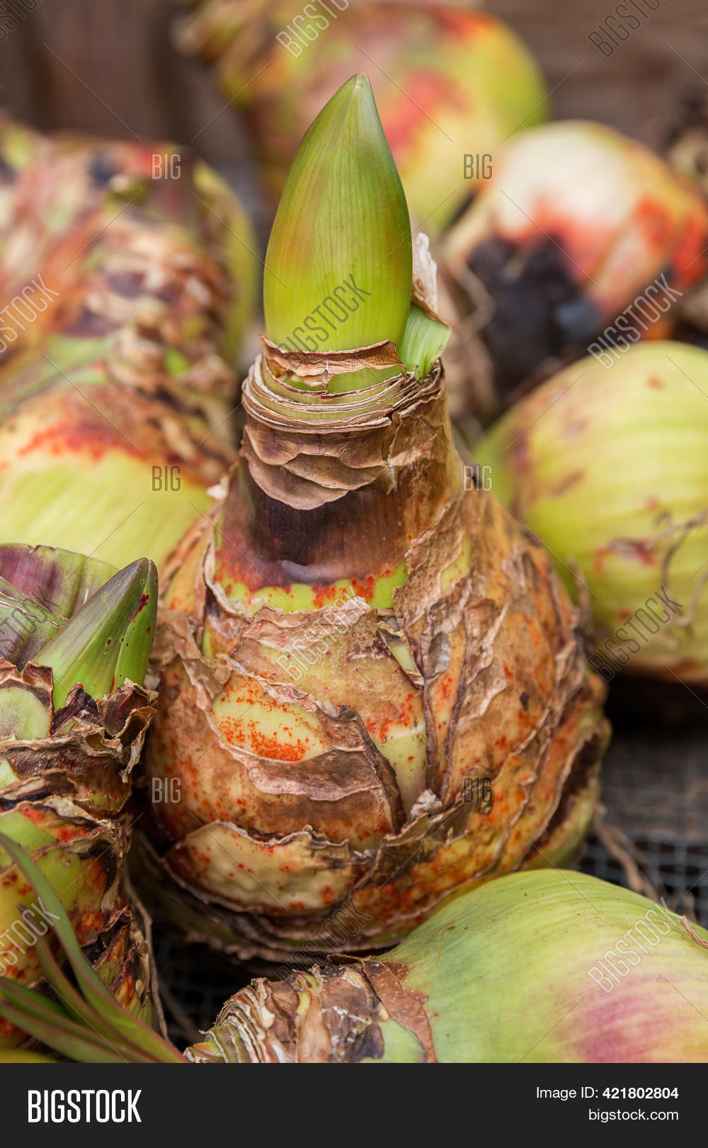 Sprouting Tulip Bulb Image & Photo (Free Trial) | Bigstock