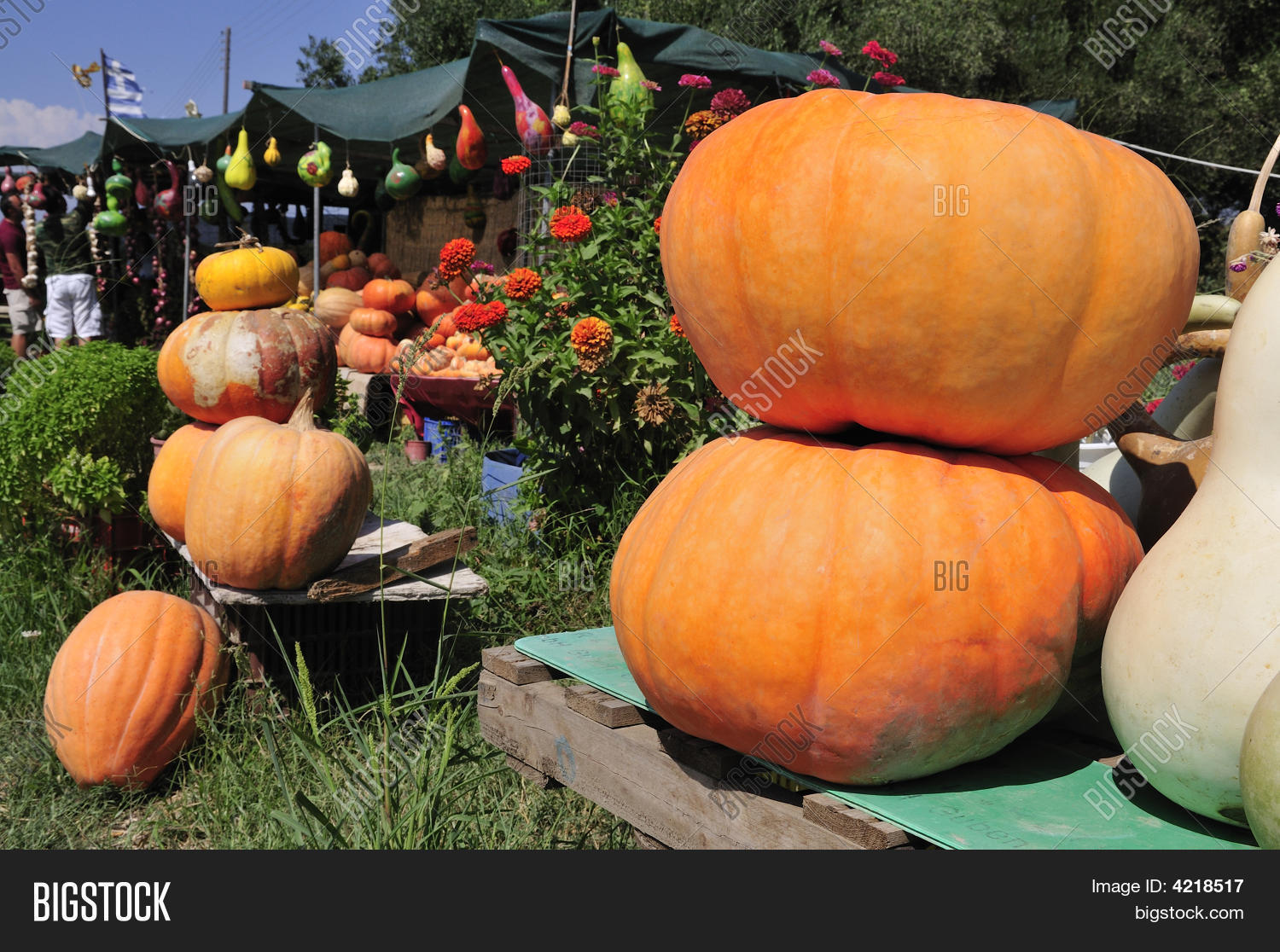 Pumpkin Stand On Side Image & Photo (Free Trial) | Bigstock