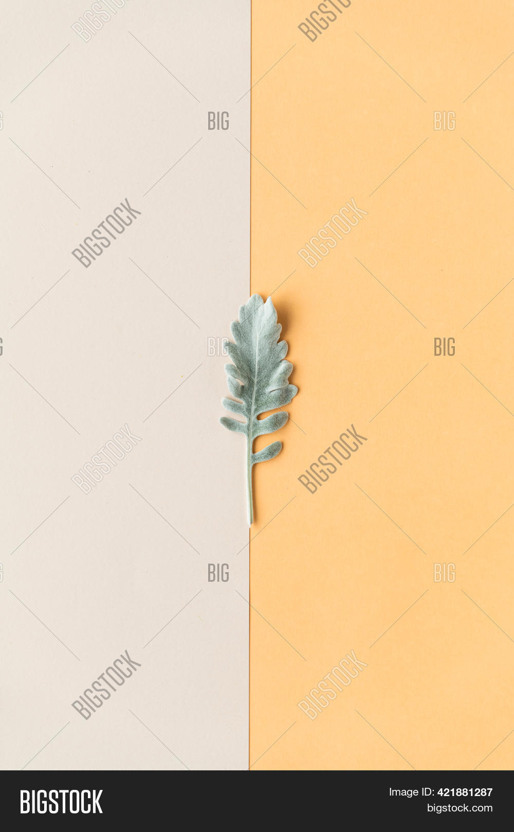 Blank Two Tone Card Image & Photo (Free Trial) | Bigstock