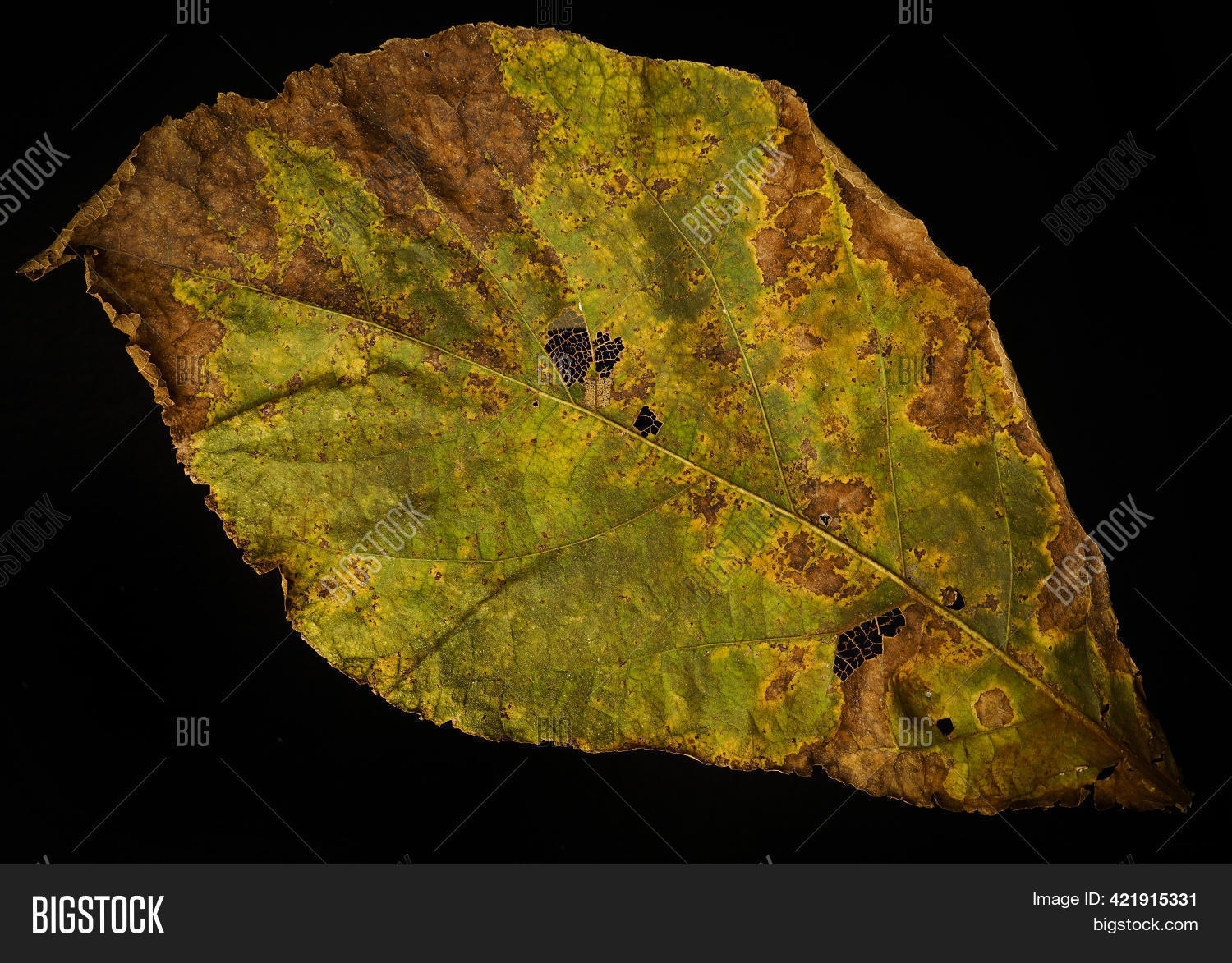 Leaf Closeup Showing Image & Photo (Free Trial) | Bigstock