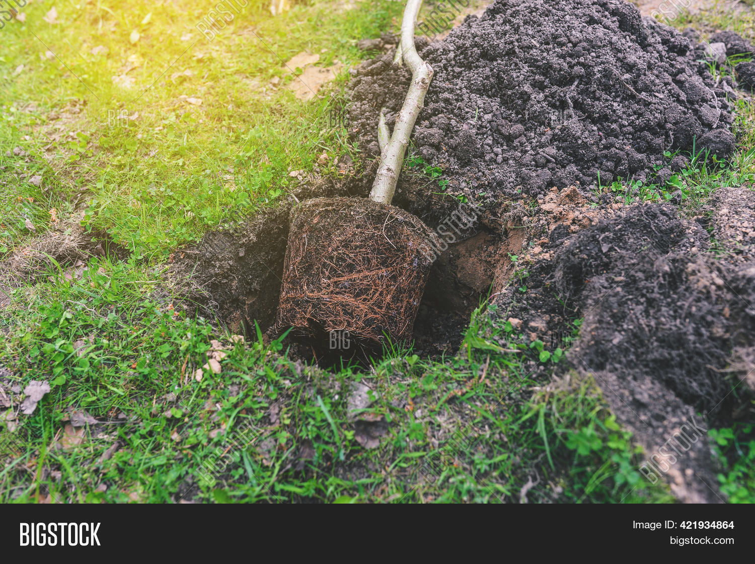 Young Plant Roots. Image & Photo (Free Trial) | Bigstock