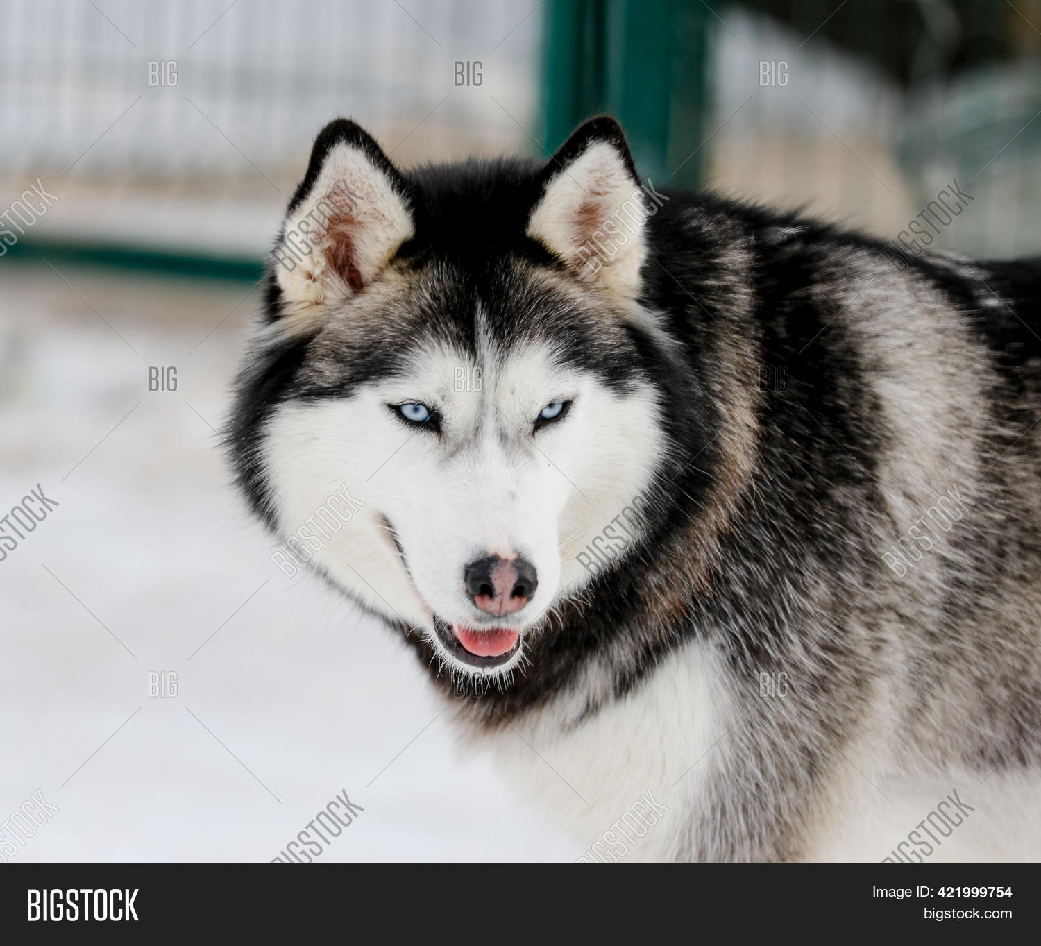 Husky Dog Close Photo Image & Photo (Free Trial) | Bigstock