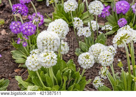 White Violet 图片和照片（免费试用） | Bigstock