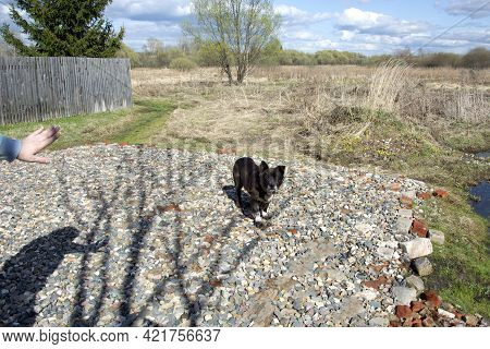 Man Stops Angry Dog Image & Photo (Free Trial) | Bigstock
