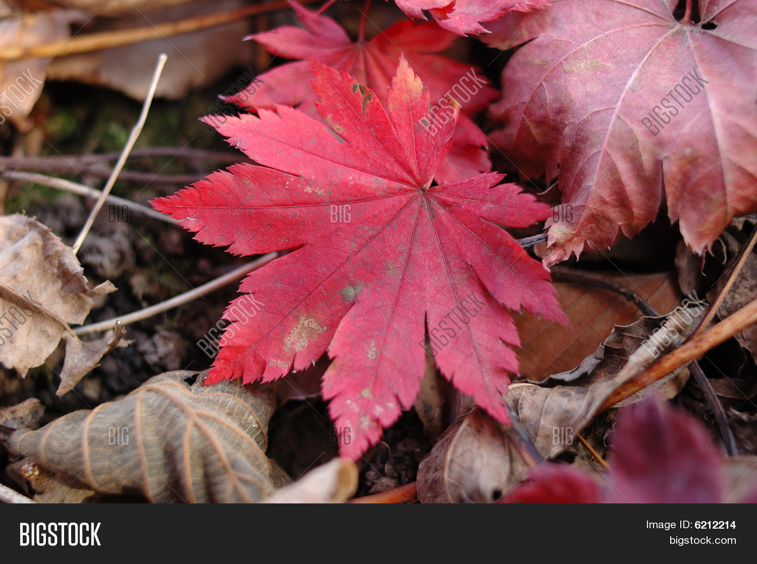 Red Maple Leaf On Image & Photo (Free Trial) | Bigstock
