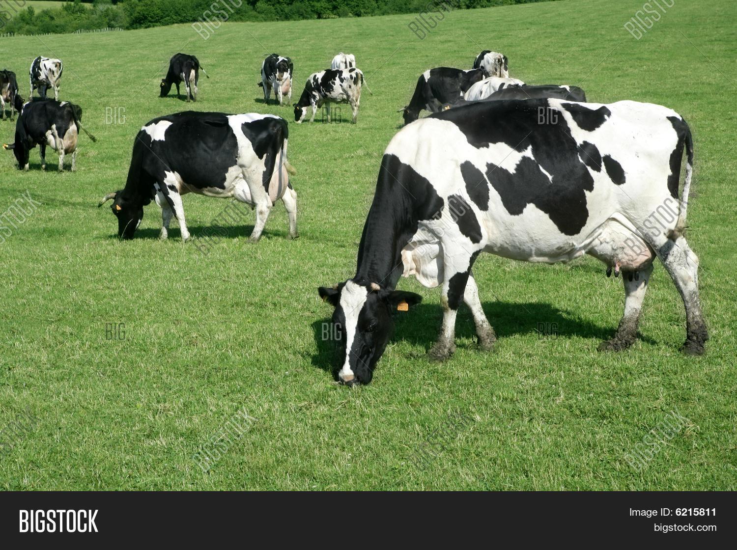 Cows On Meadow Fresian Image & Photo (Free Trial) | Bigstock