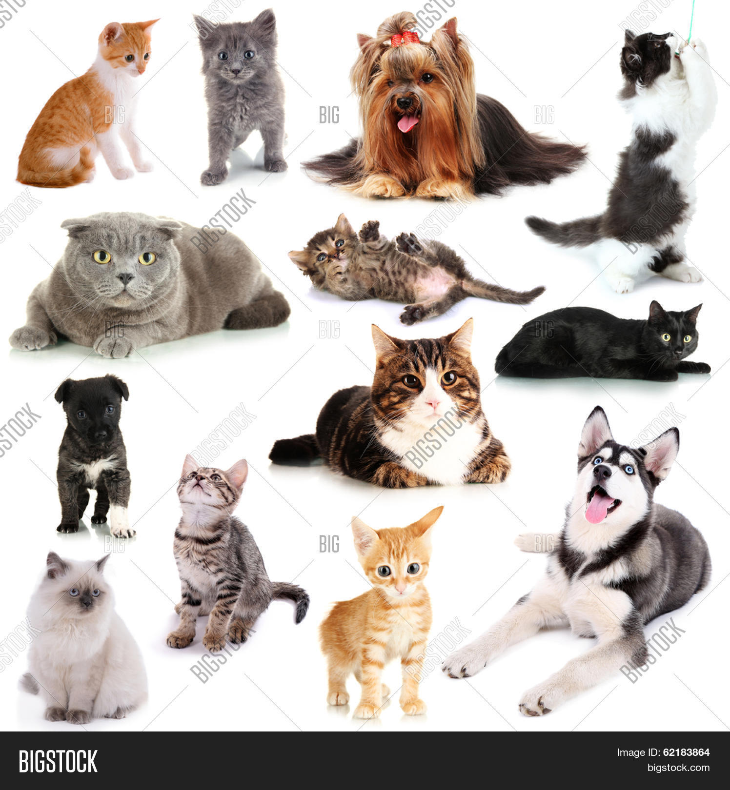 Collage Cats Dogs Image & Photo (Free Trial) | Bigstock