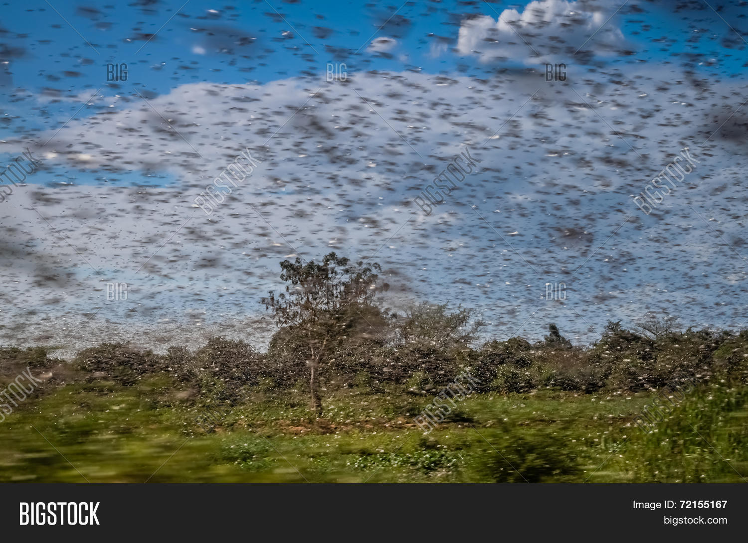 Swarm Locust Image & Photo (Free Trial) | Bigstock