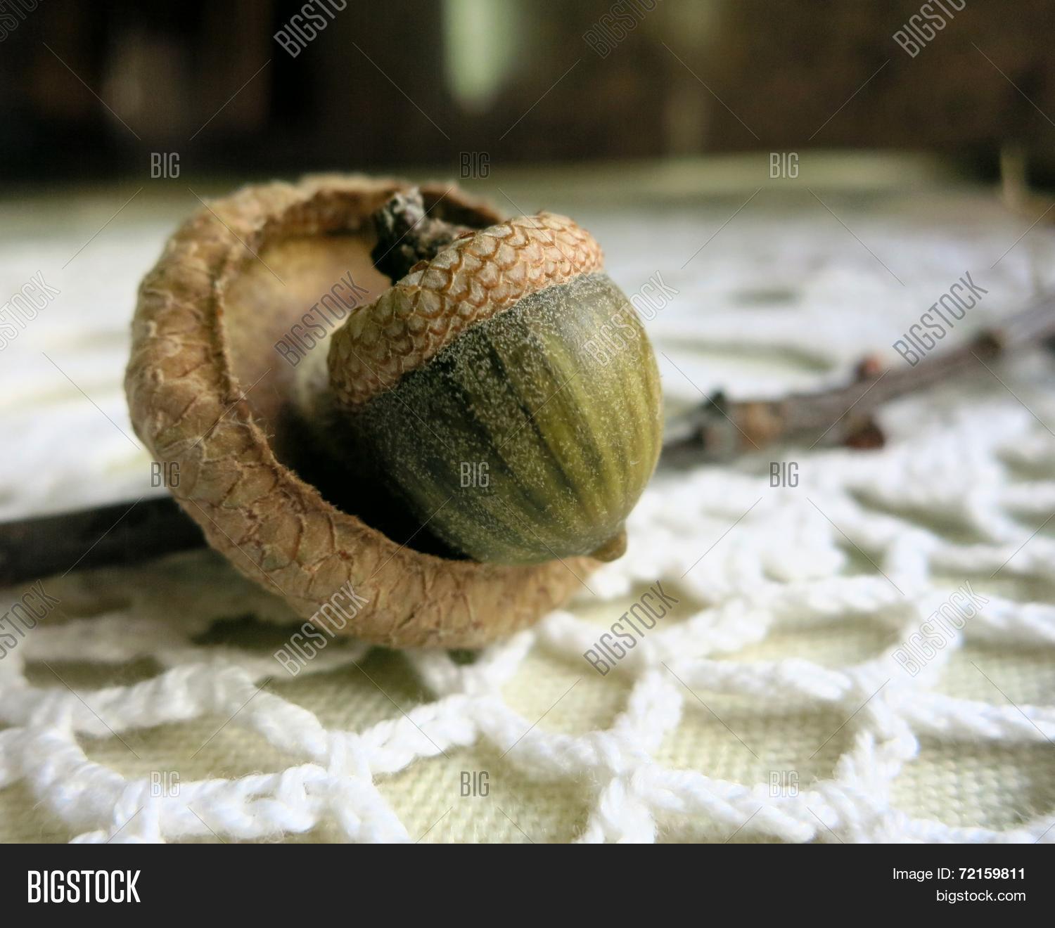Acorn Empty Cupule On Image & Photo (Free Trial) | Bigstock