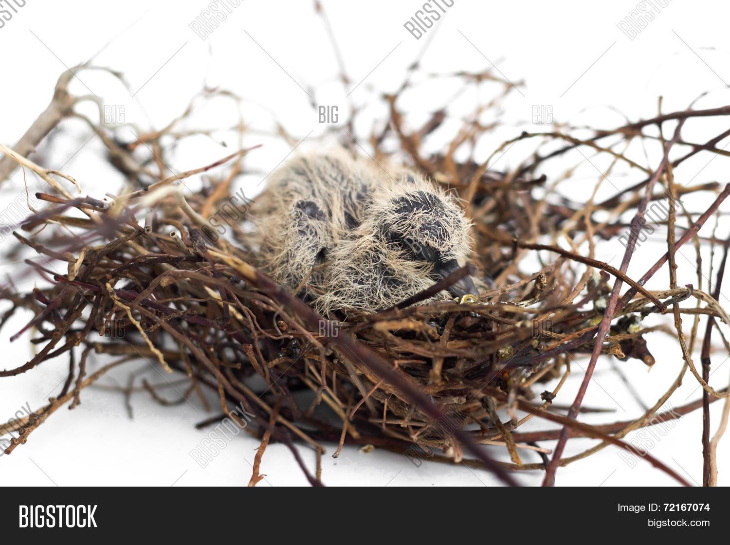 Squabs Nest Image & Photo (Free Trial) | Bigstock
