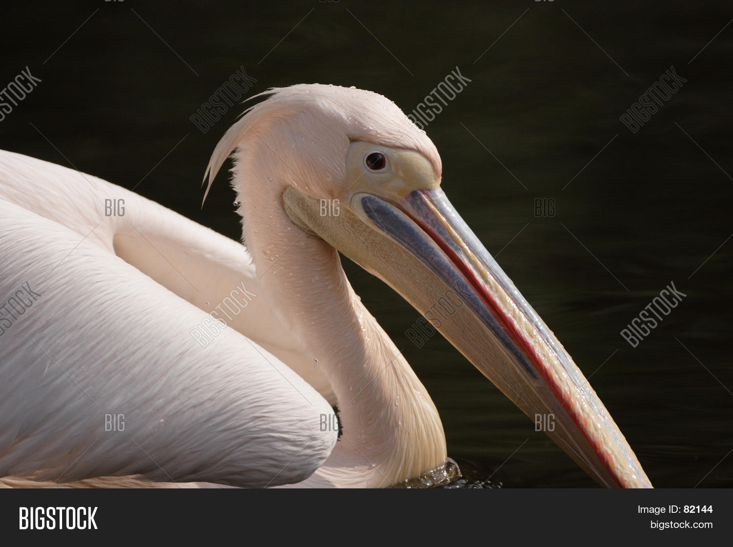 Pink Pelican Image & Photo (Free Trial) | Bigstock