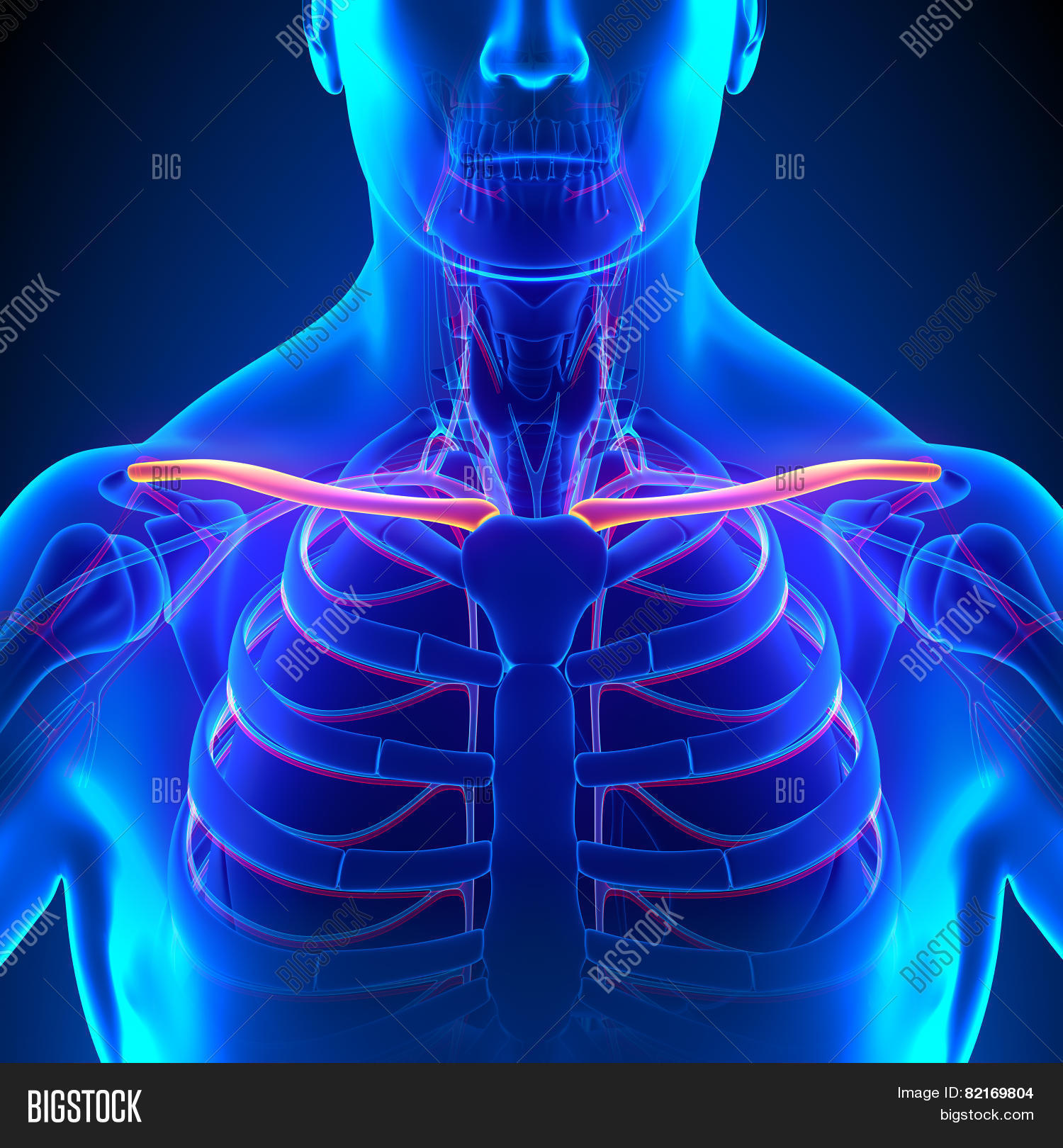 Clavicle Bone Anatomy Image & Photo (Free Trial) | Bigstock